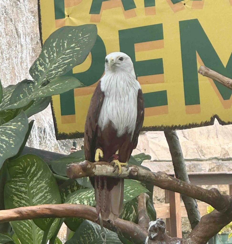 Pengalaman Seru di Jakarta Bird Land Ancol Bersama Keluarga